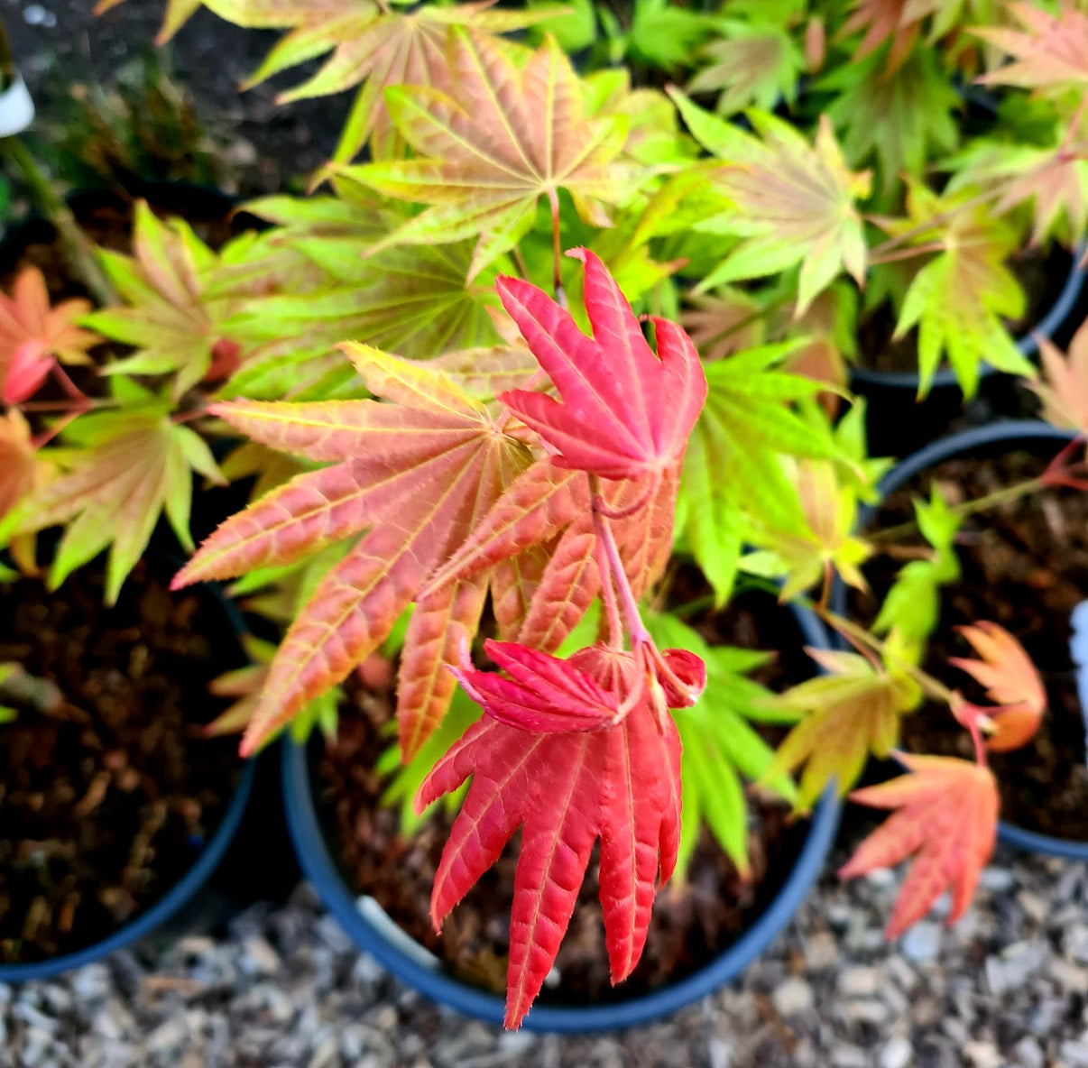 Acer shirasawanum 'Moonrise'® – The Maple Nursery