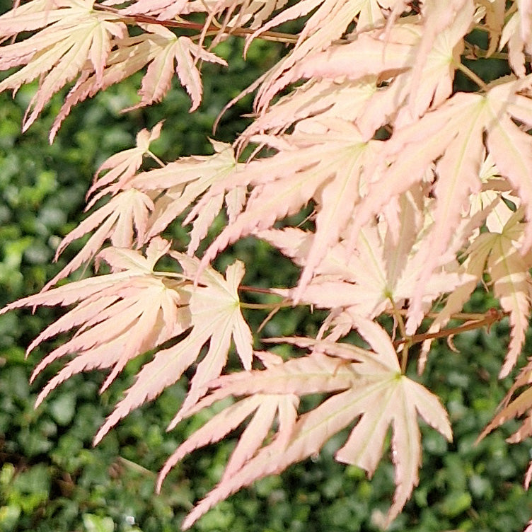Acer palmatum Coral Pink – The Maple Nursery
