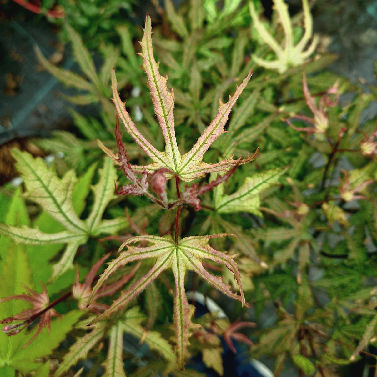 Acer palmatum Strawberry Spring – The Maple Nursery