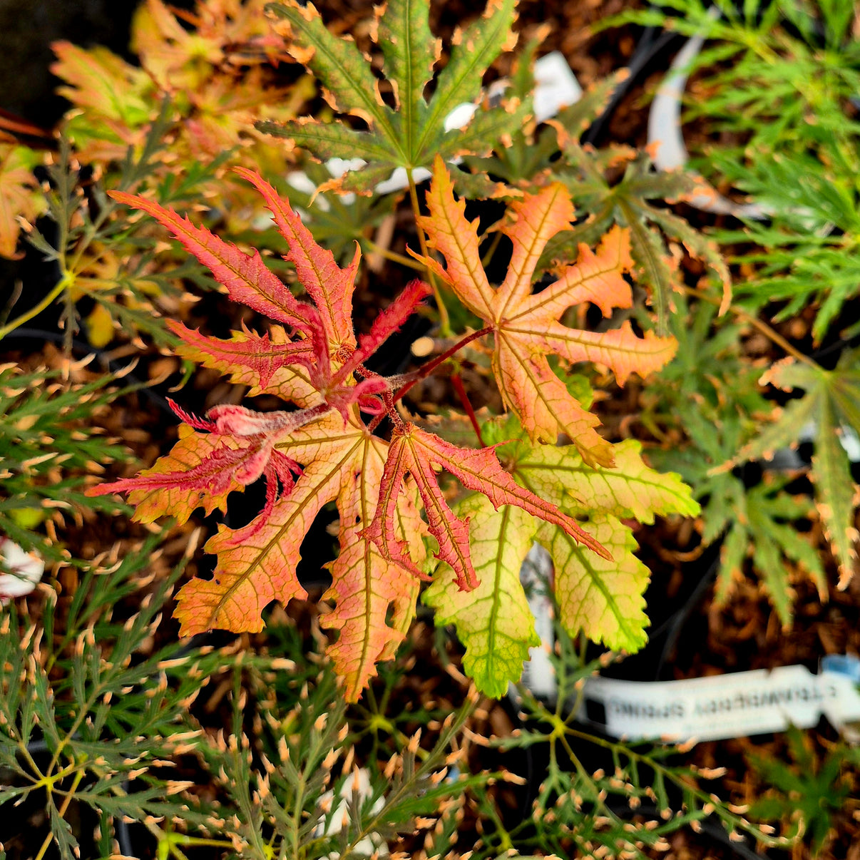 Acer palmatum Strawberry Spring – The Maple Nursery