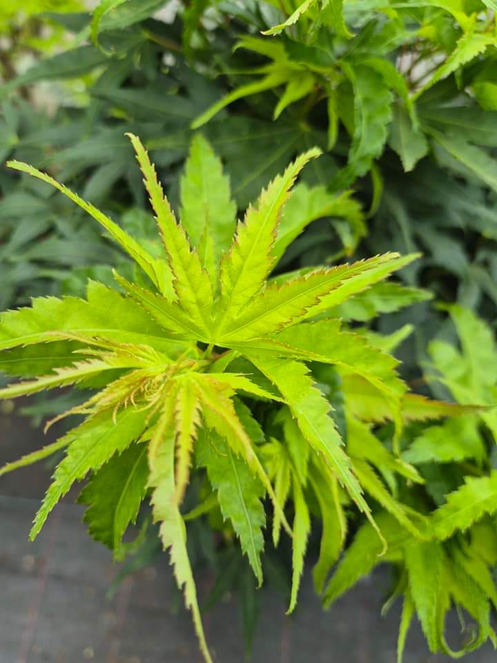Acer palmatum Zoe – The Maple Nursery