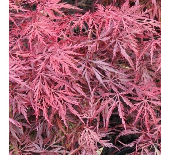 Acer palmatum 'Firecracker'® – The Maple Nursery