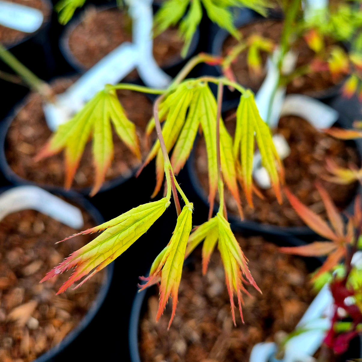 Acer palmatum First Ghost – The Maple Nursery