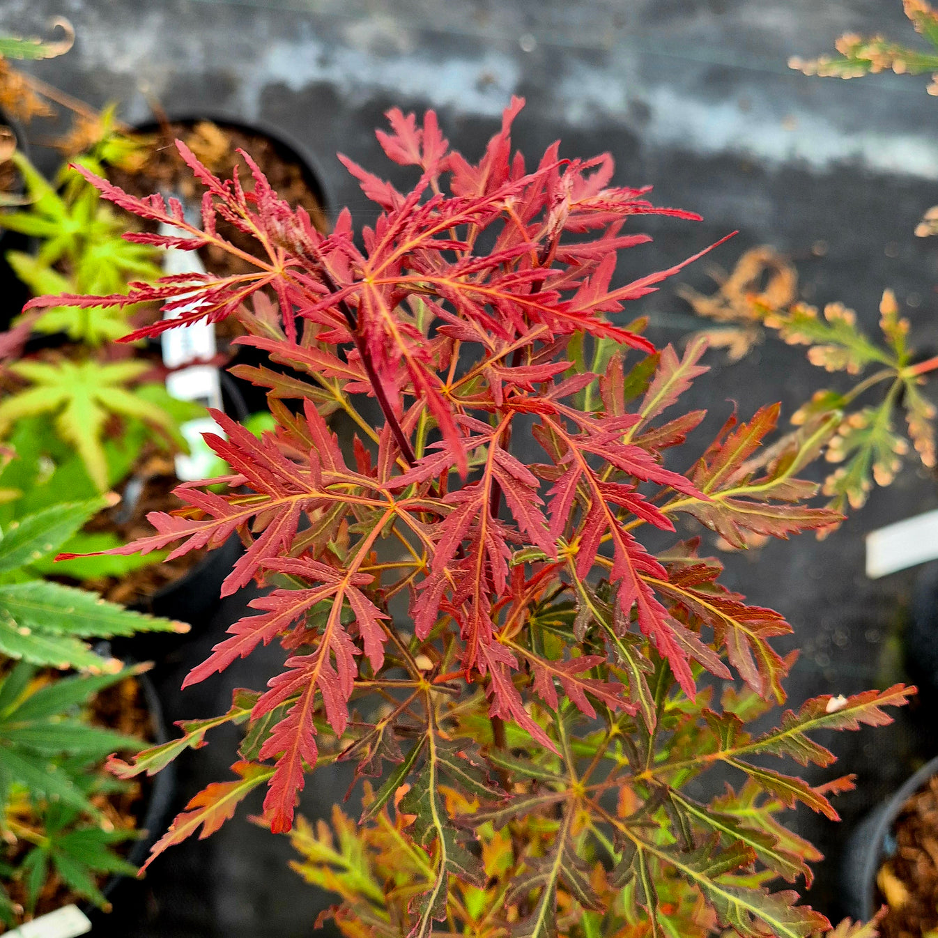 Acer palmatum Garnet Tower – The Maple Nursery