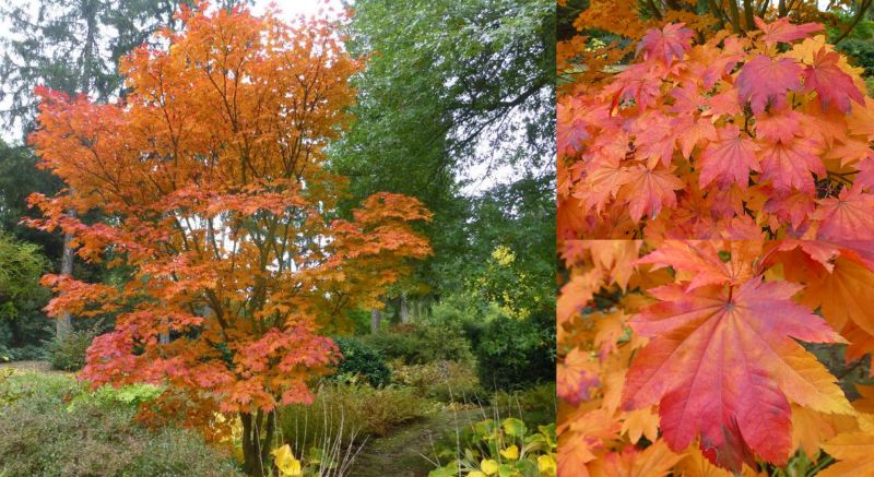 Acer japonicum Indian Summer – The Maple Nursery