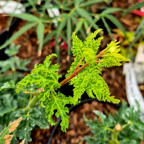 Acer palmatum Mei Jishi – The Maple Nursery