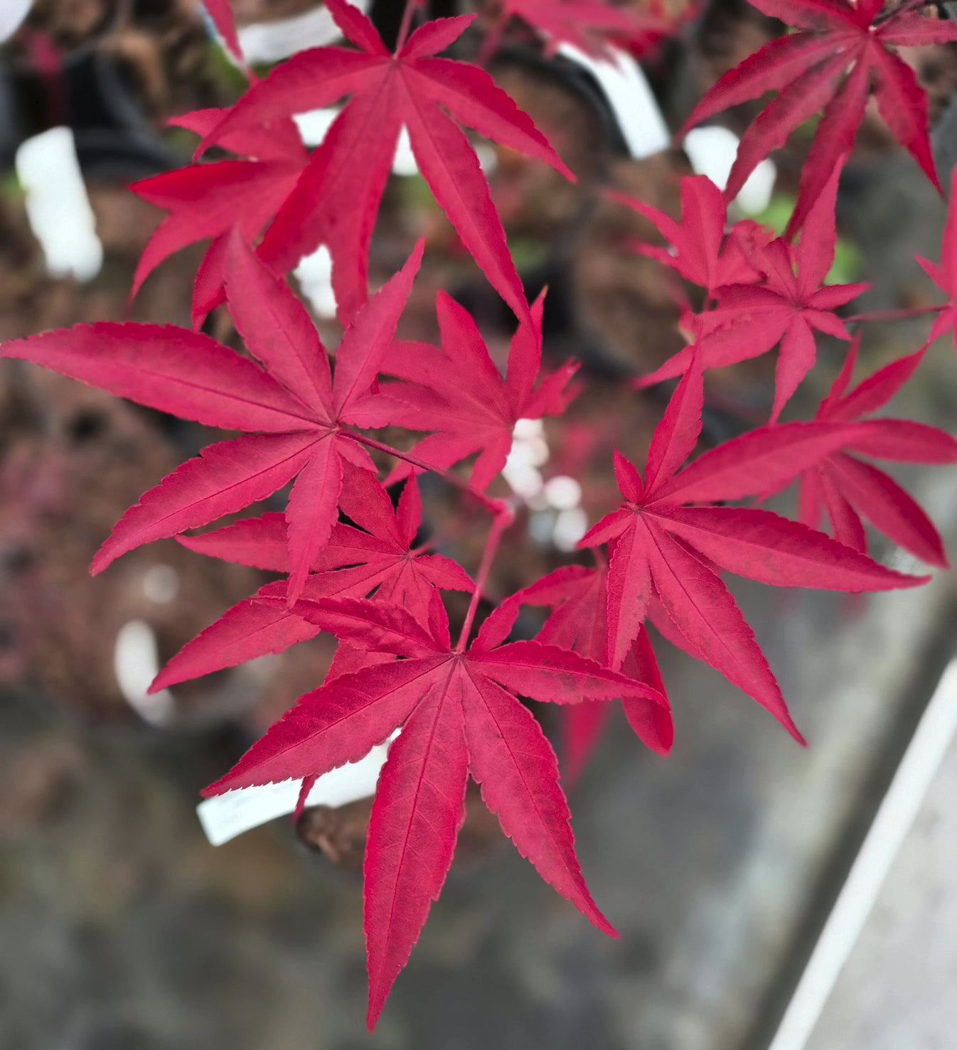 Acer palmatum Emperor 1 (Red Emperor) – The Maple Nursery