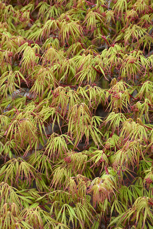 Acer palmatum Spring Delight – The Maple Nursery