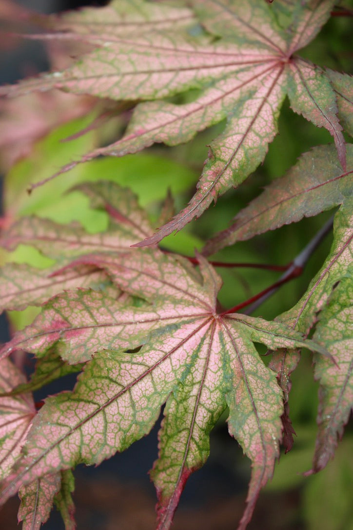 Acer palmatum Uncle Ghost – The Maple Nursery