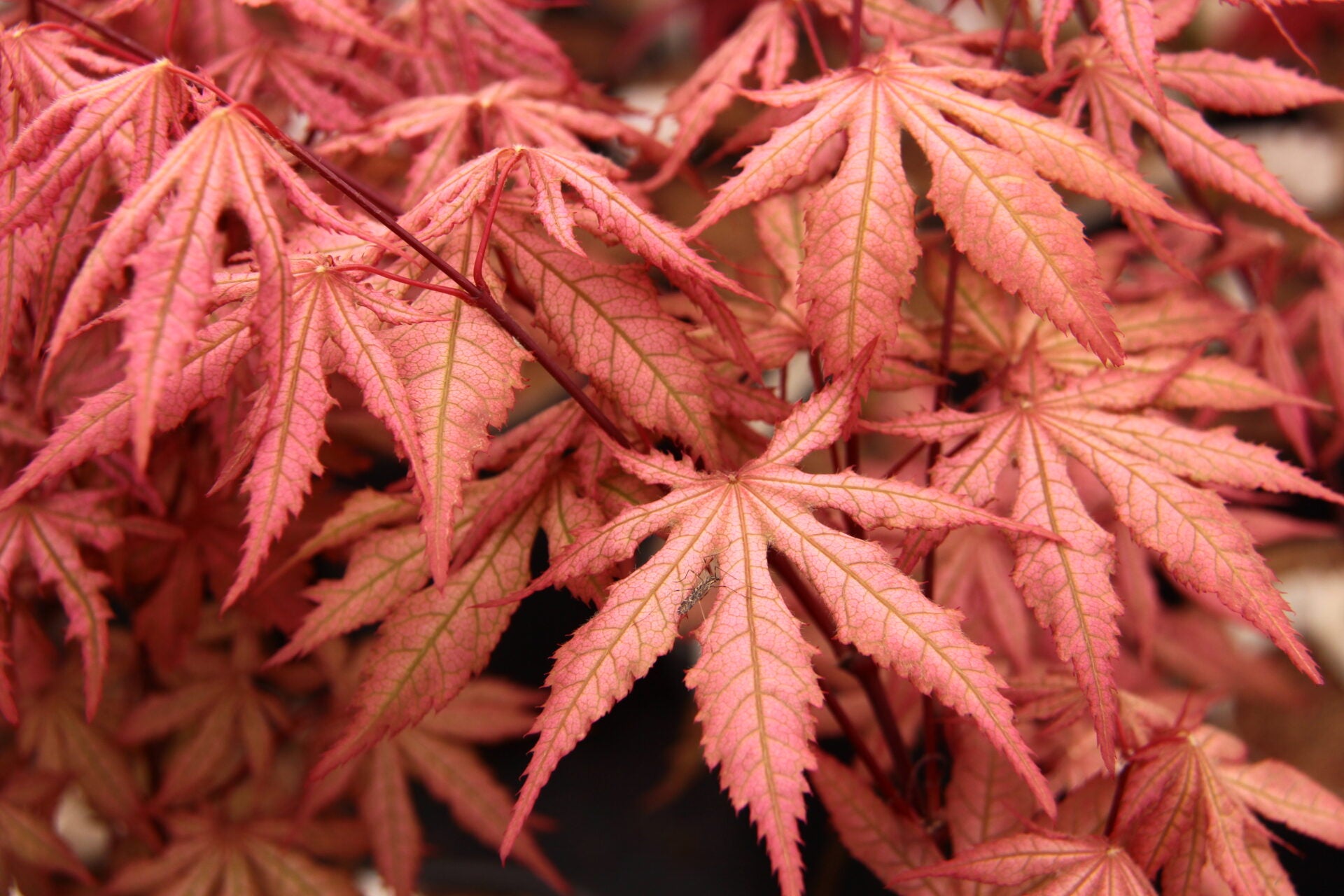 Acer palmatum Uncle Ghost – The Maple Nursery