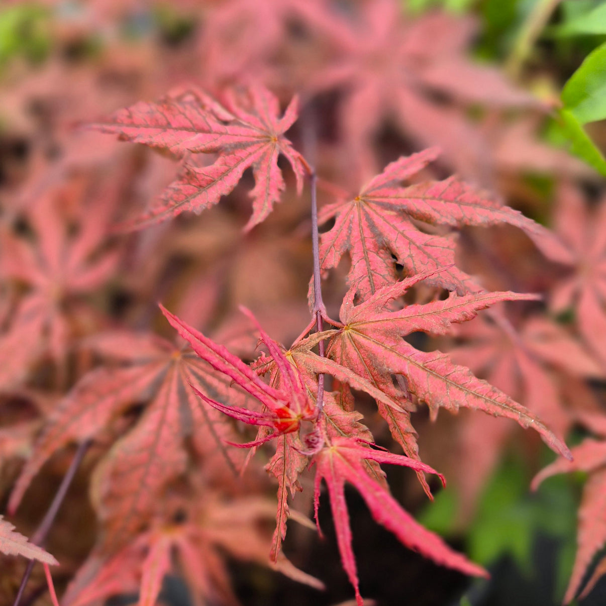 Acer palmatum Uncle Ghost – The Maple Nursery