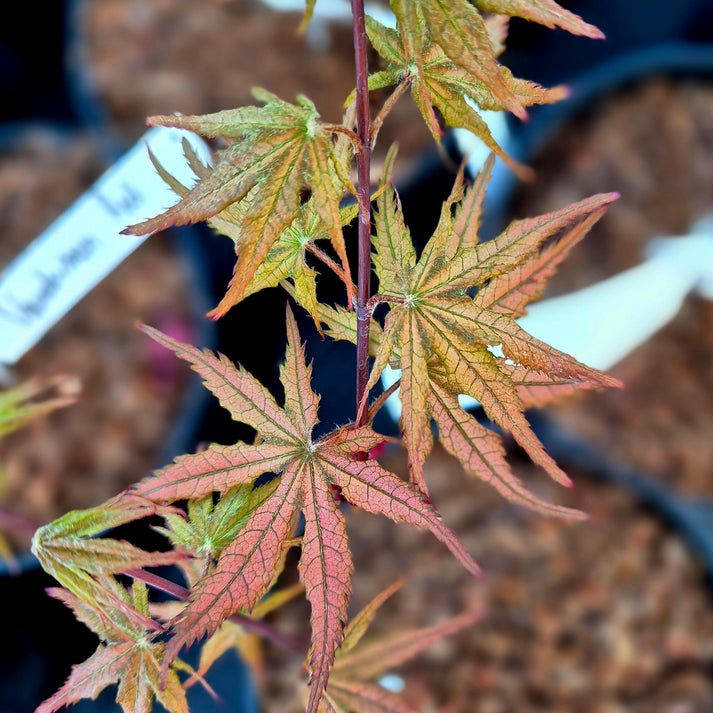 Acer palmatum Uncle Ghost – The Maple Nursery