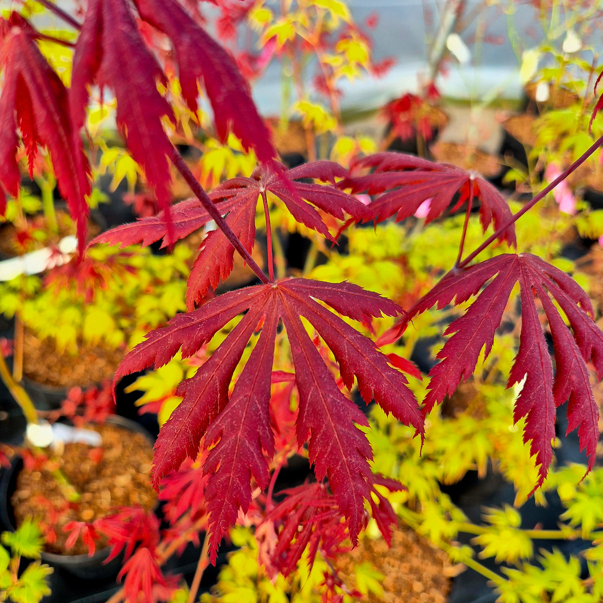 Acer shirasawanum Yasemin – The Maple Nursery
