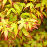 The Maple Nursery