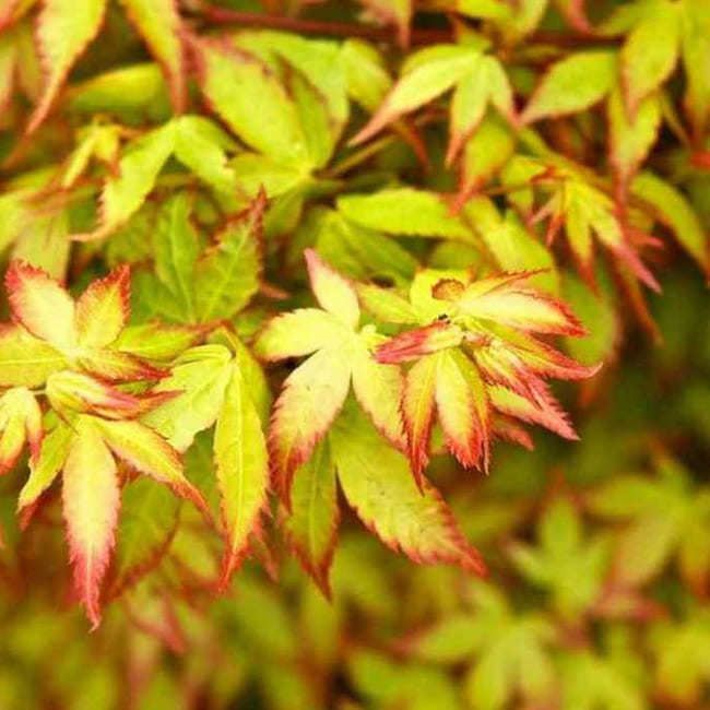 Acer palmatum Little Princess – The Maple Nursery