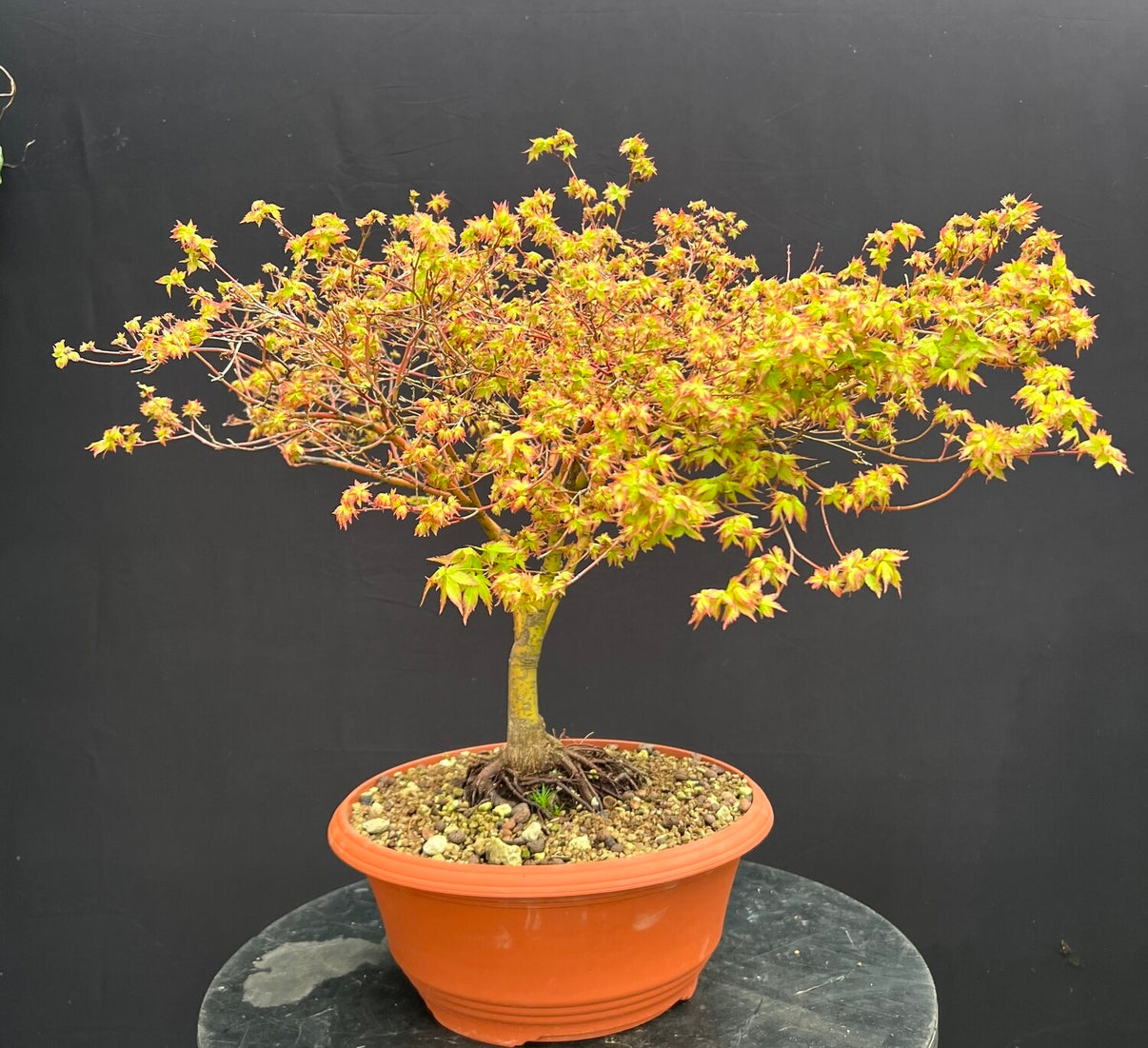 Acer palmatum Little Princess – The Maple Nursery