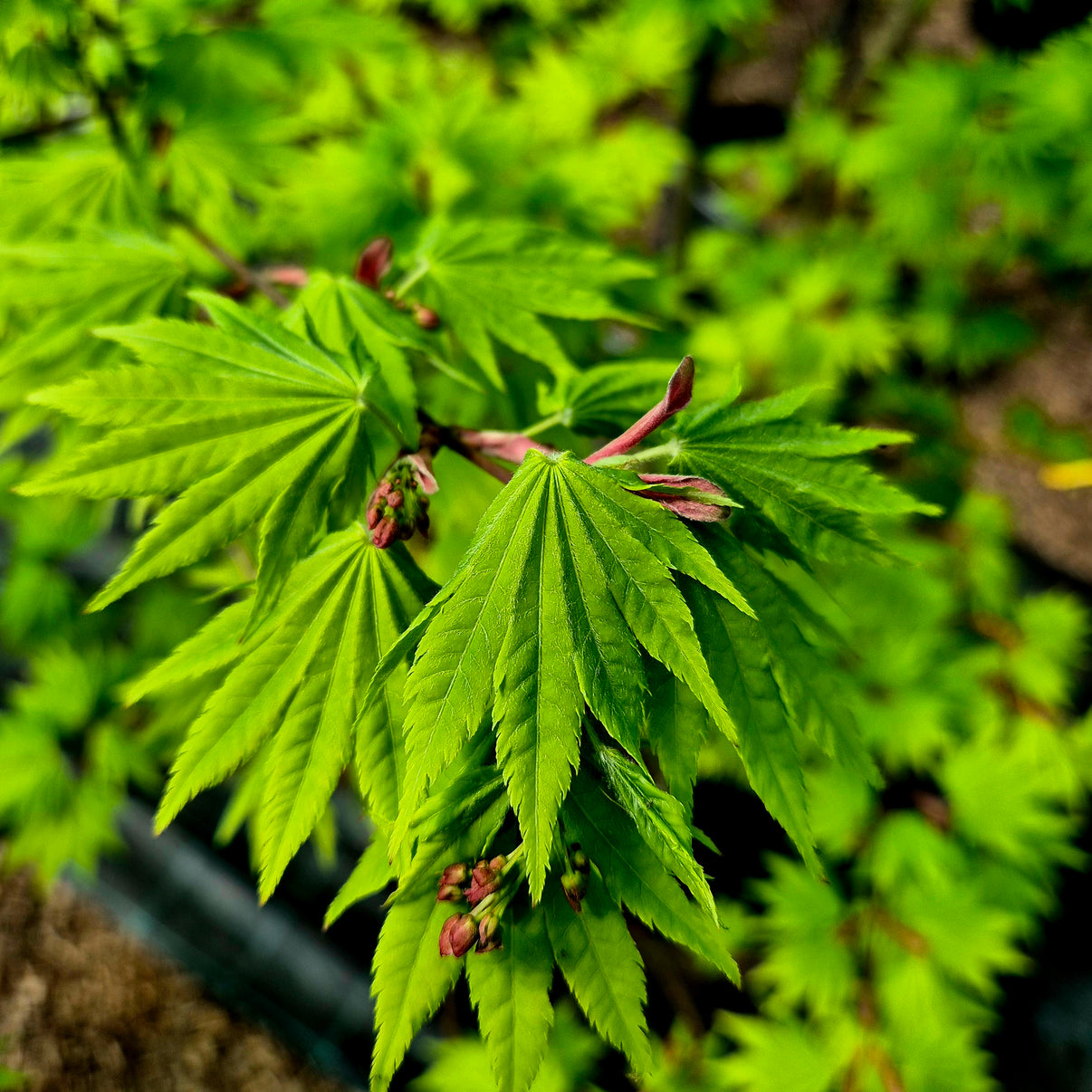Acer shirasawanum Jordan – The Maple Nursery
