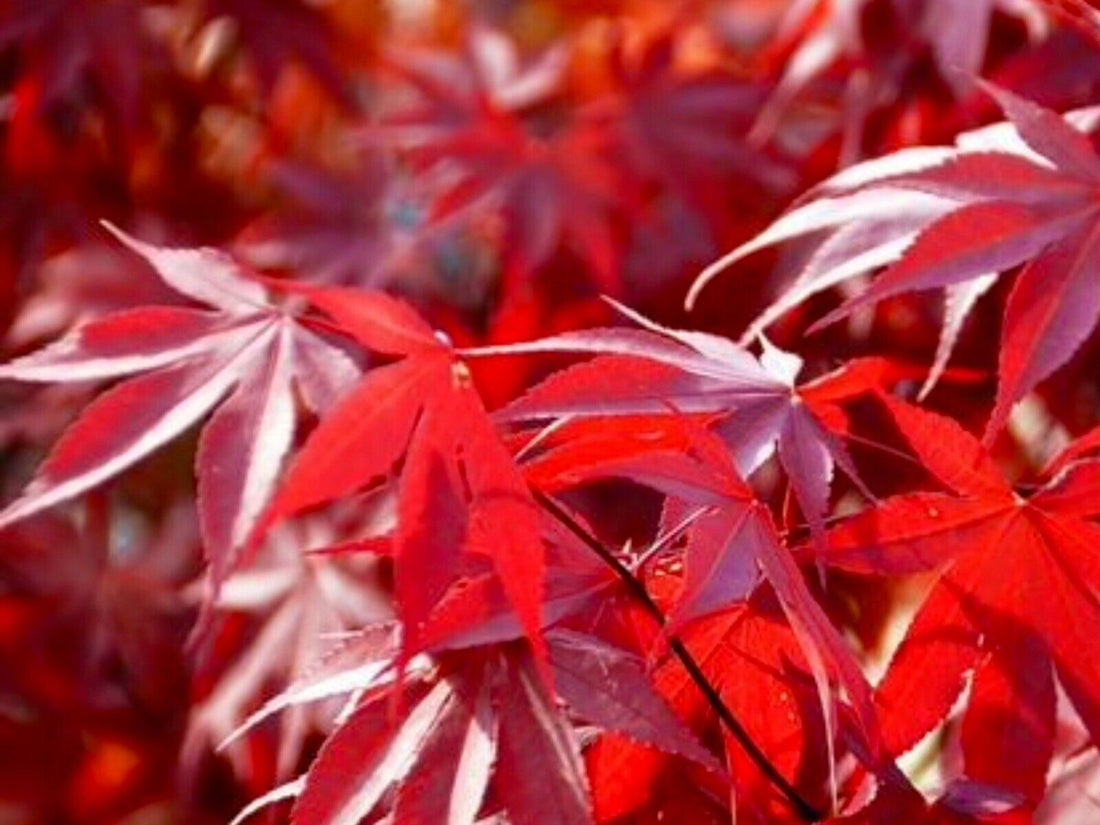 Acer palmatum Fireglow – The Maple Nursery